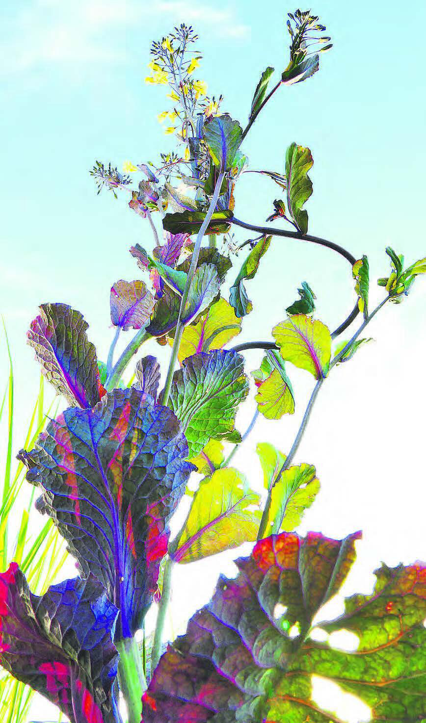 Dem Kochtopf entronnen... | Wynentaler Blatt